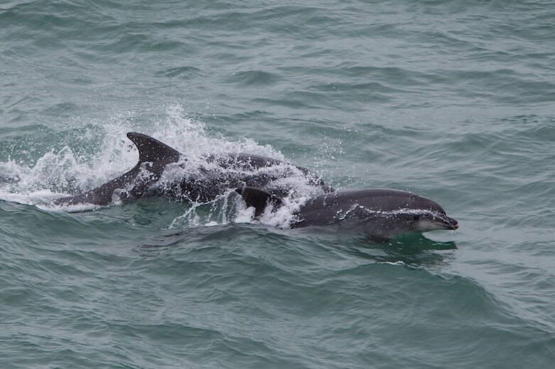 Operation dolphin watch | The Purbeck Gazette | In Print & Online