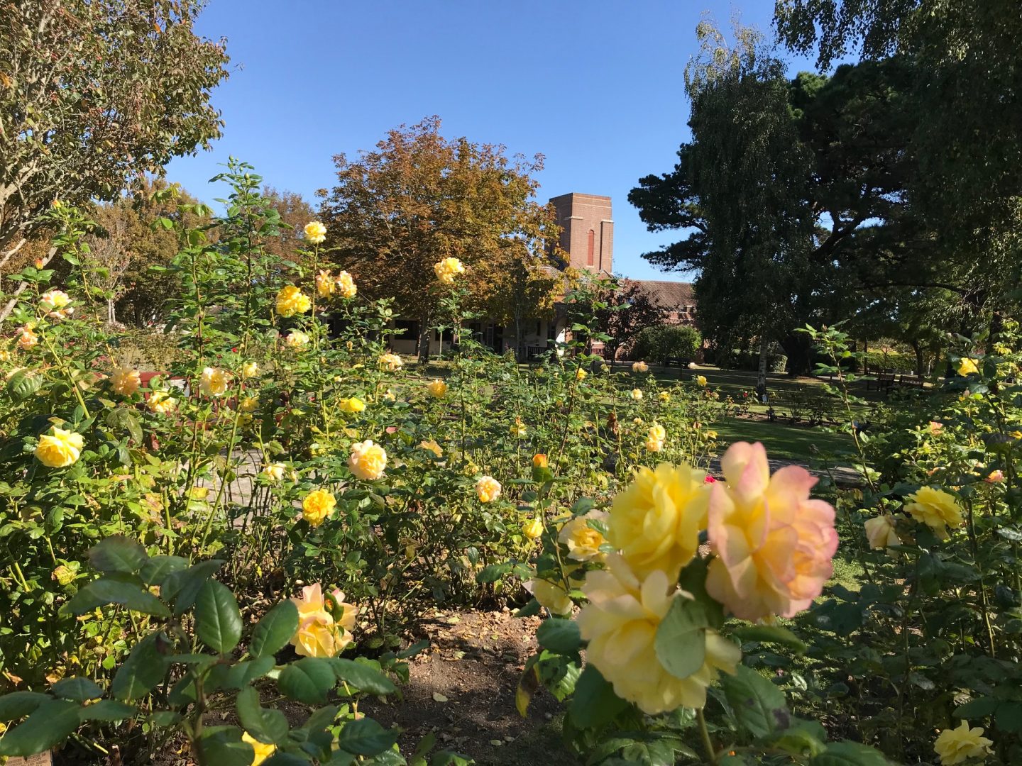 Weymouth Crematorium garden to be closed for two-week renovation | The ...