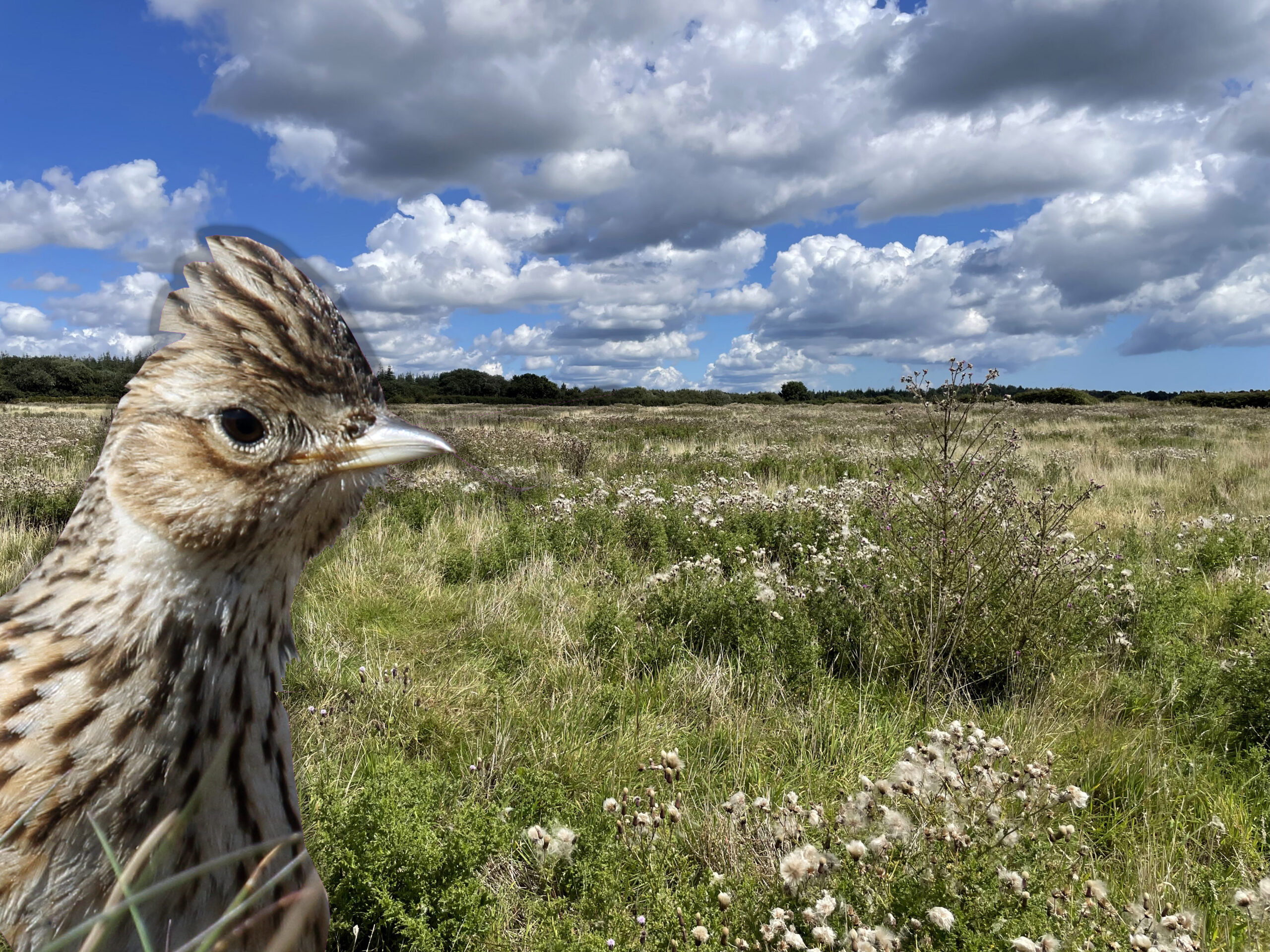 Dorset rewilding project 'has added 300 species at site' | The Purbeck ...