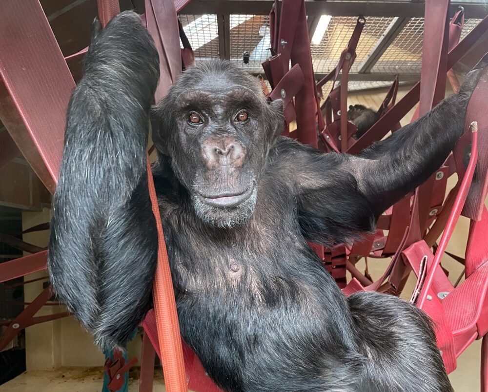 You could adopt chimpanzee Naree - rescued from a Thai circus | The ...