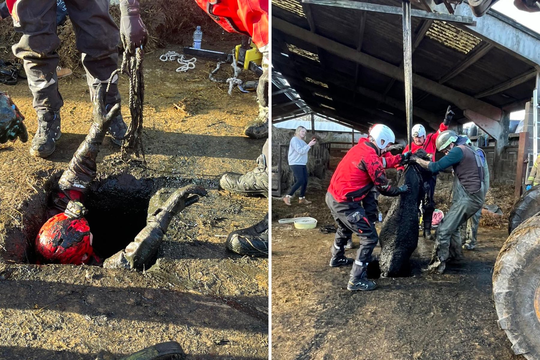 PICTURES: Cows saved from underground slurry pit in dramatic rescue ...