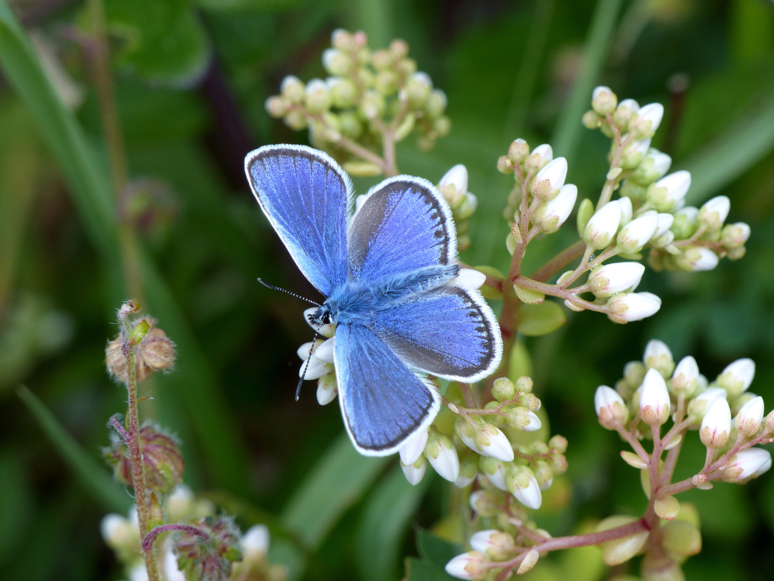 Butterfly numbers soar on Studland heaths | The Purbeck Gazette | In ...
