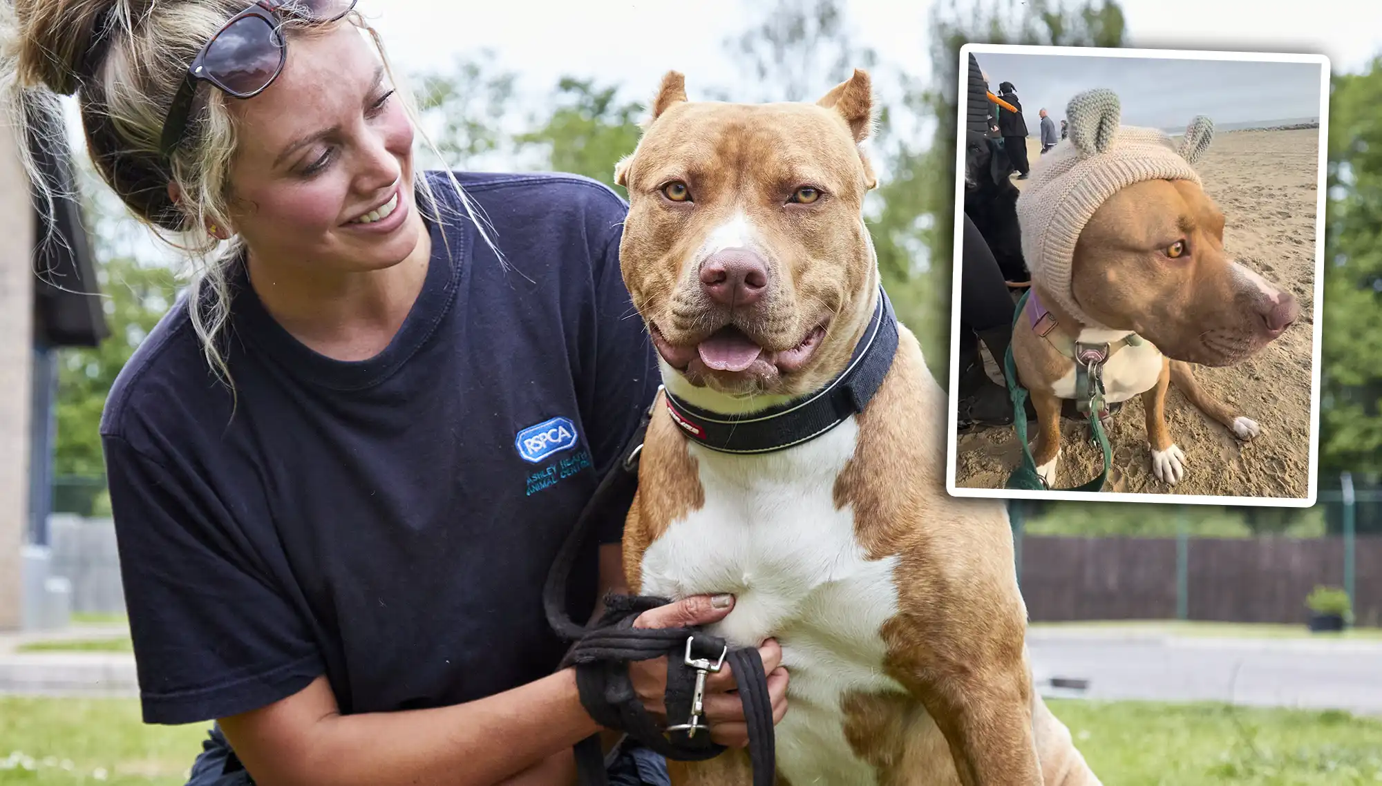 How woolly hoods are helping Dora recover from illegal 'ear cropping ...